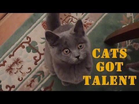 Cats Got Talent Compilation - Funny and Creative • Tarantulo.lt